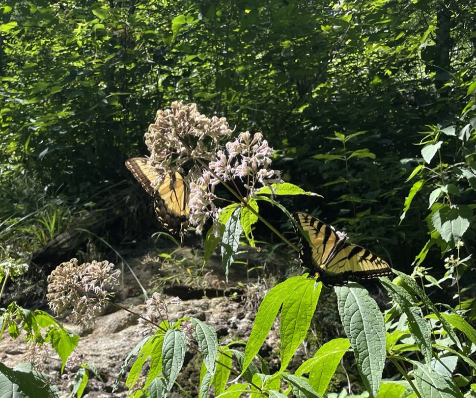 Butterflies and Minding My Manners - Polly Hansen, award-winning memoirist